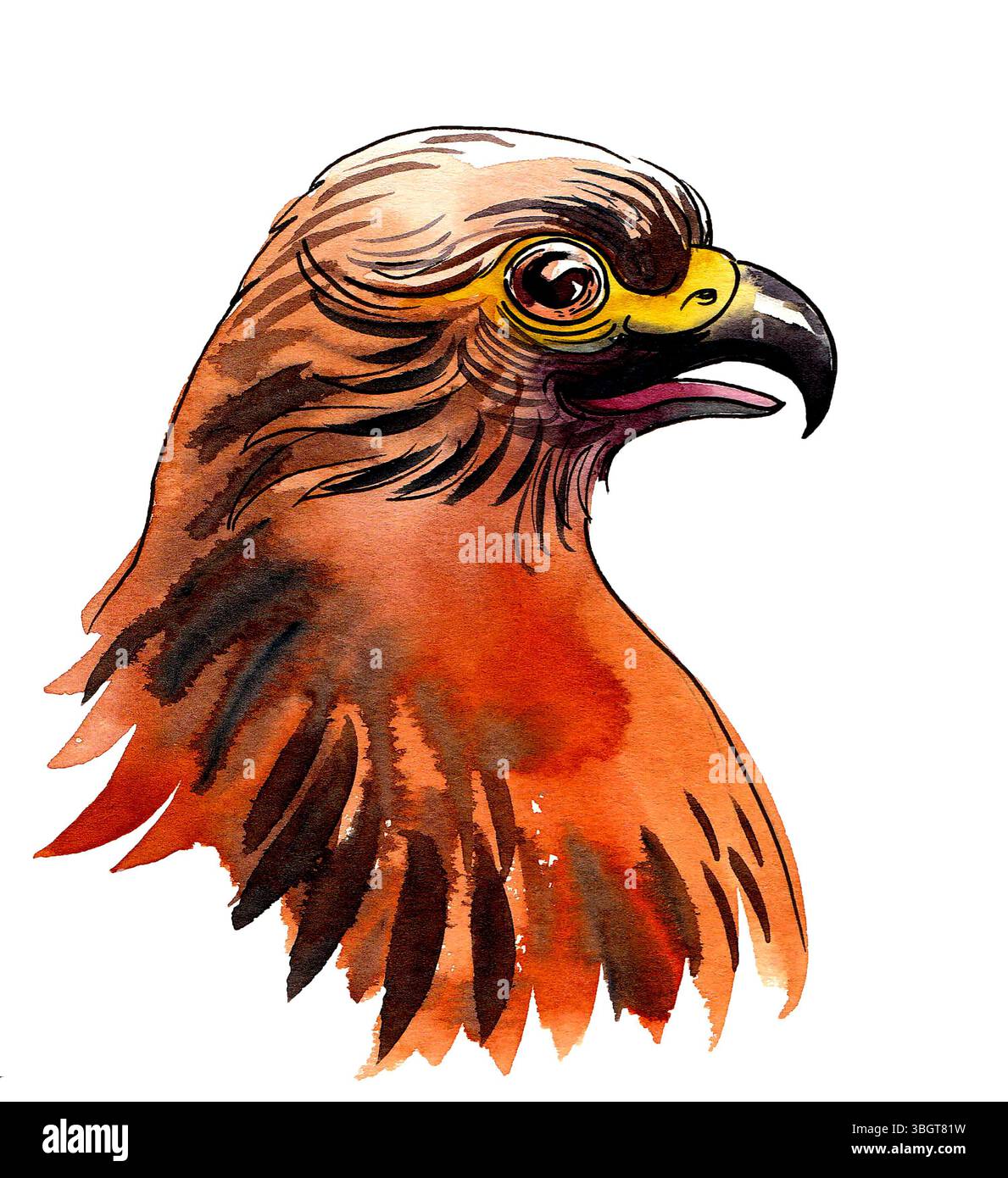 Falcon head. Hand drawn watercolor illustration Stock Photo - Alamy