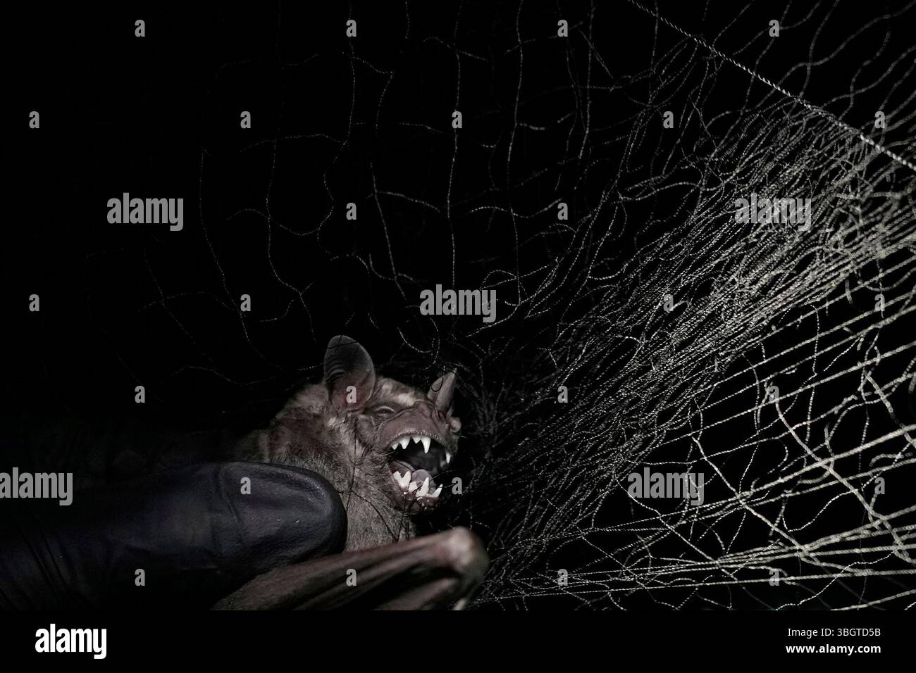 A scientist from the Smithsonian Tropical Research Institute captures a ...