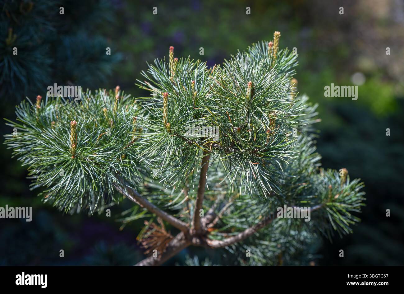 Close-up of Pinus parviflora Negishi branch with dense bluish needles ...