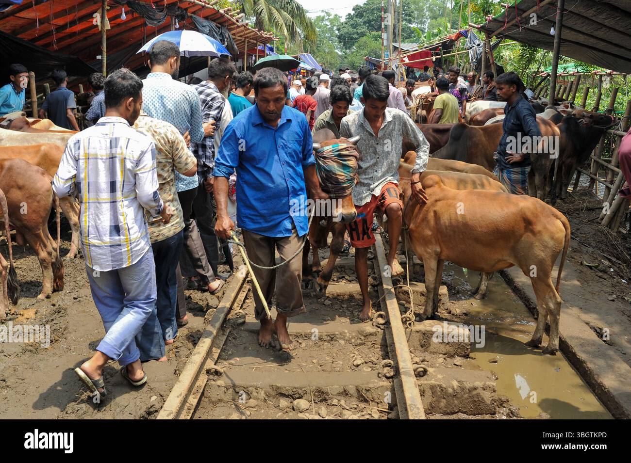 Non Exclusive: A person pulling a cowl at the livestock market ahead of Eid al-Adha, the second ...