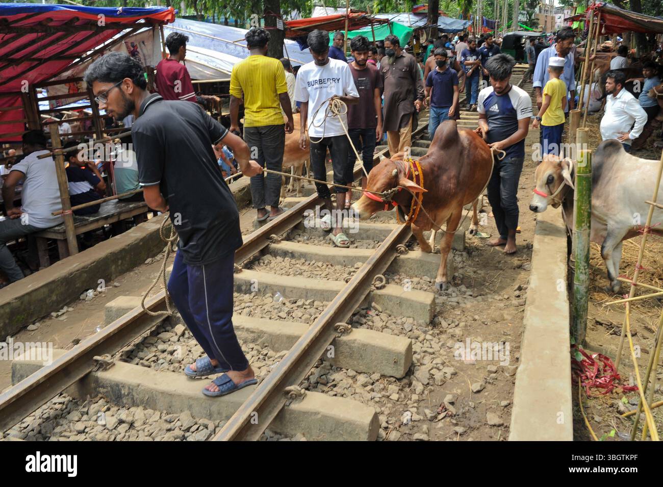 Non Exclusive: A person pulling a bull at the livestock market ahead of Eid al-Adha, the second ...