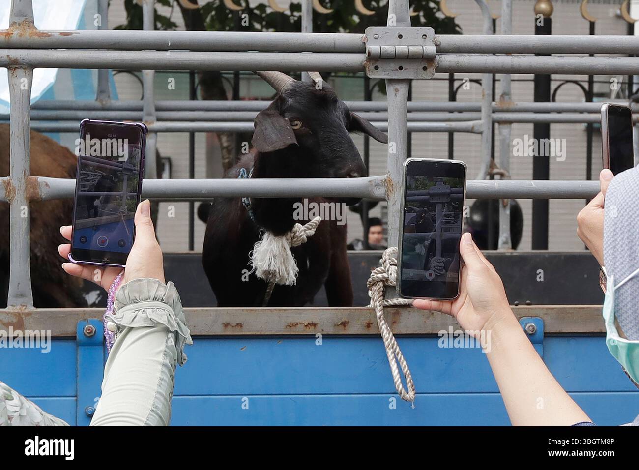 People take pictures of goats for slaughtering during a celebration of ...