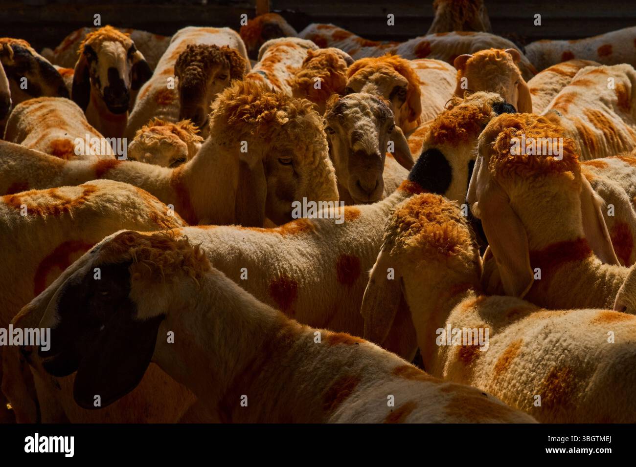 Sheep are painted to make them look attractive at a livestock market ...
