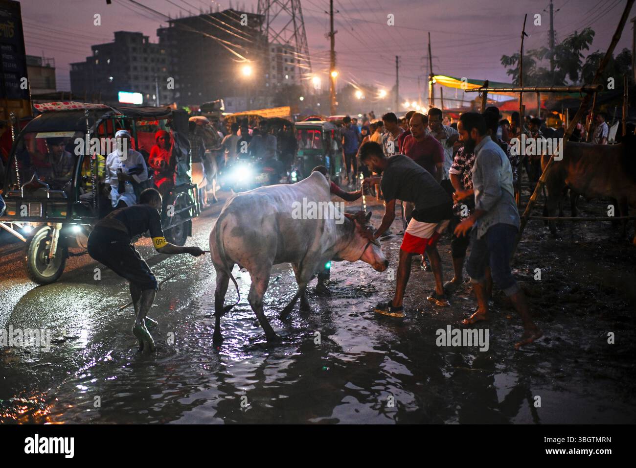 Customers tackle a cow they purchased for sacrifice at the Hazaribagh ...
