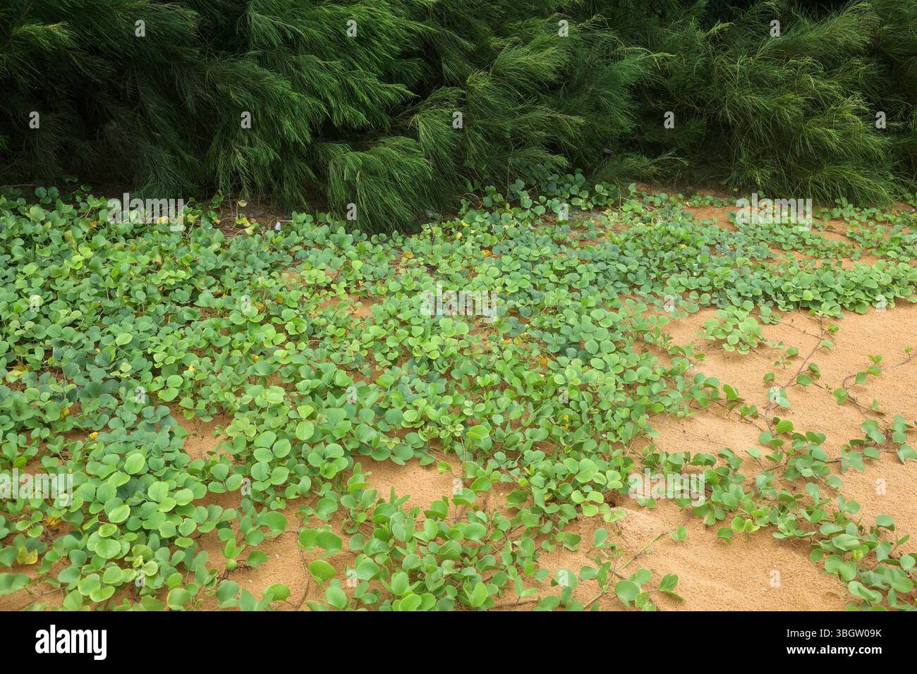 Native beach creeper hi-res stock photography and images - Alamy