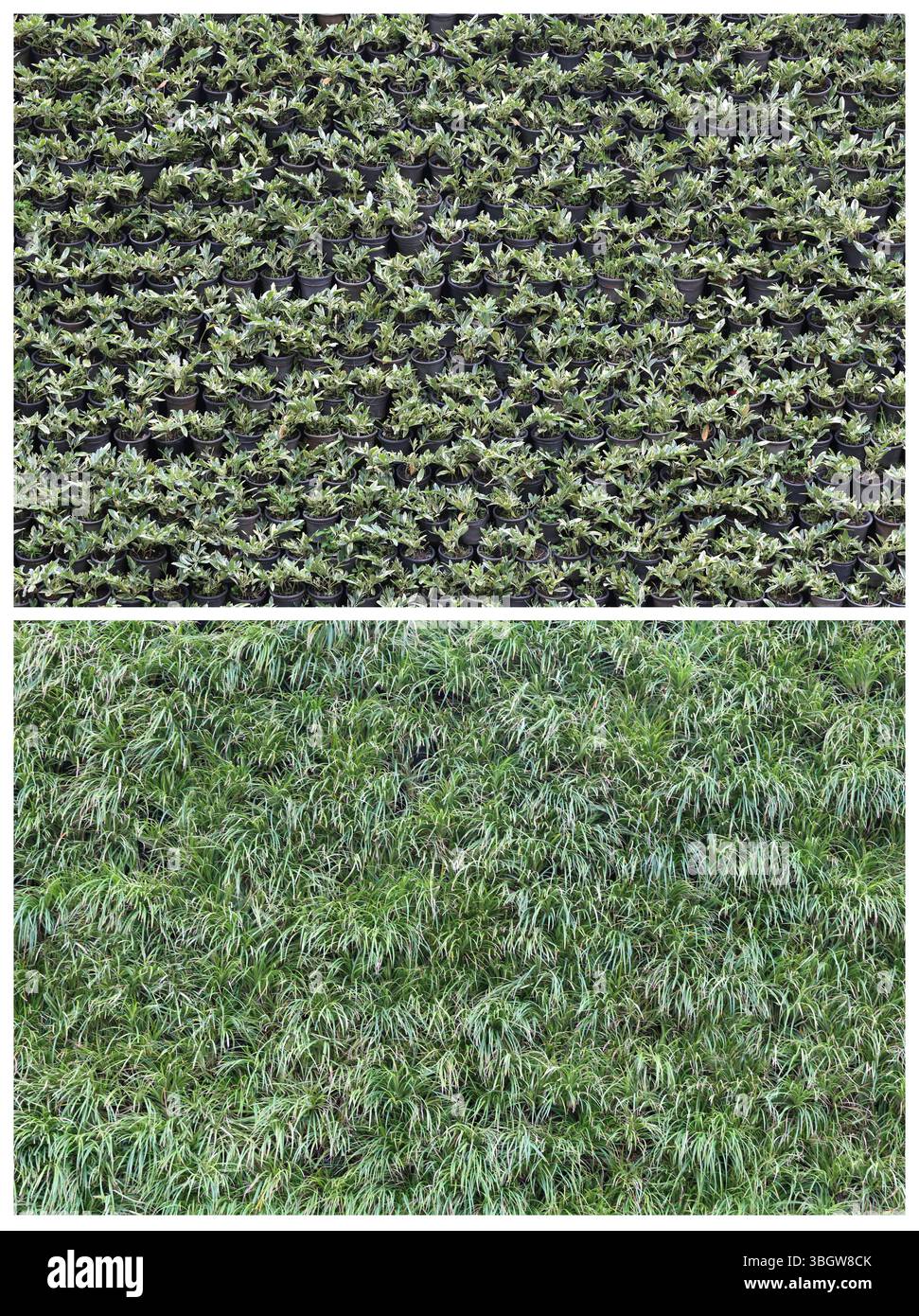 Aerial top view green surface Cut Out Stock Images & Pictures - Alamy