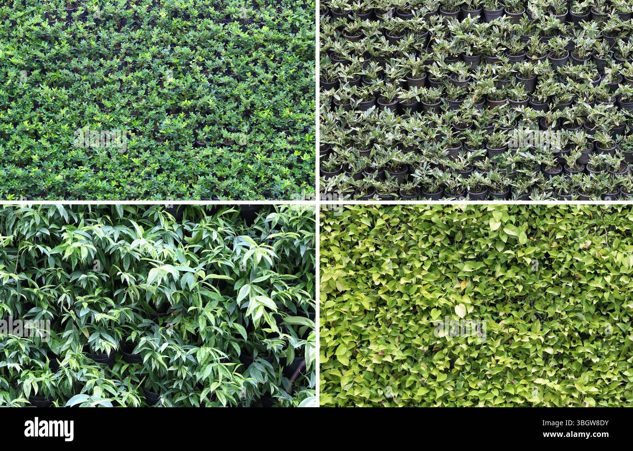 A captivating collage featuring vibrant greenery and diverse leaves ...