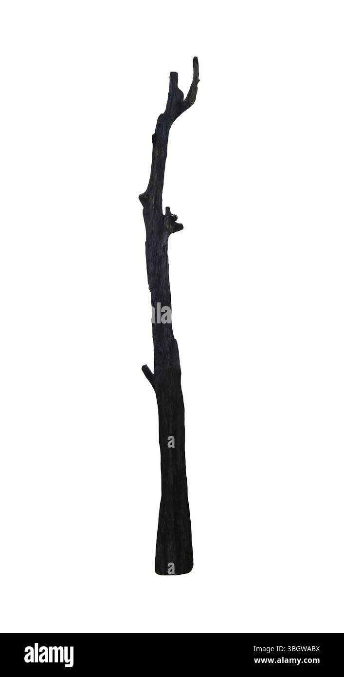 In forest on stump Cut Out Stock Images & Pictures - Alamy