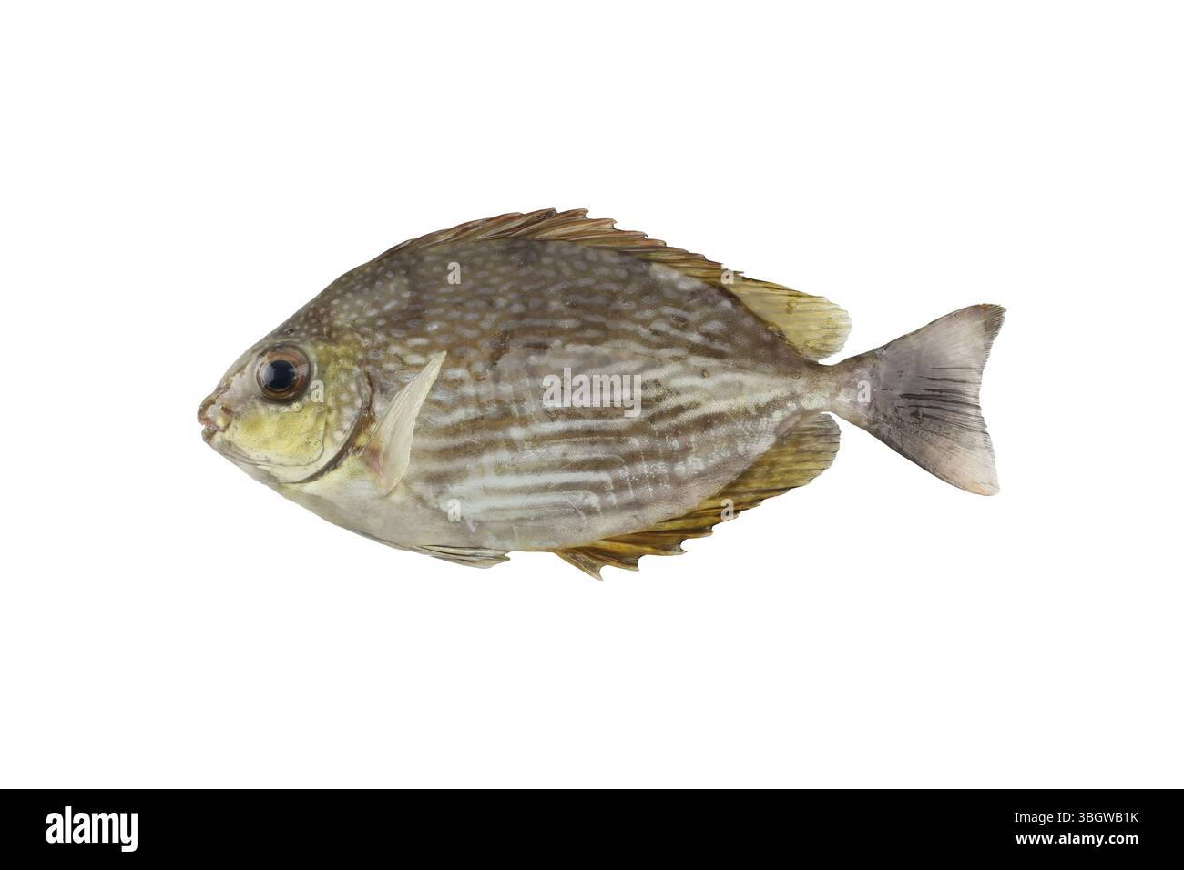 Java Rabbitfish or Streaked spinefoot fish isolated on white background ...