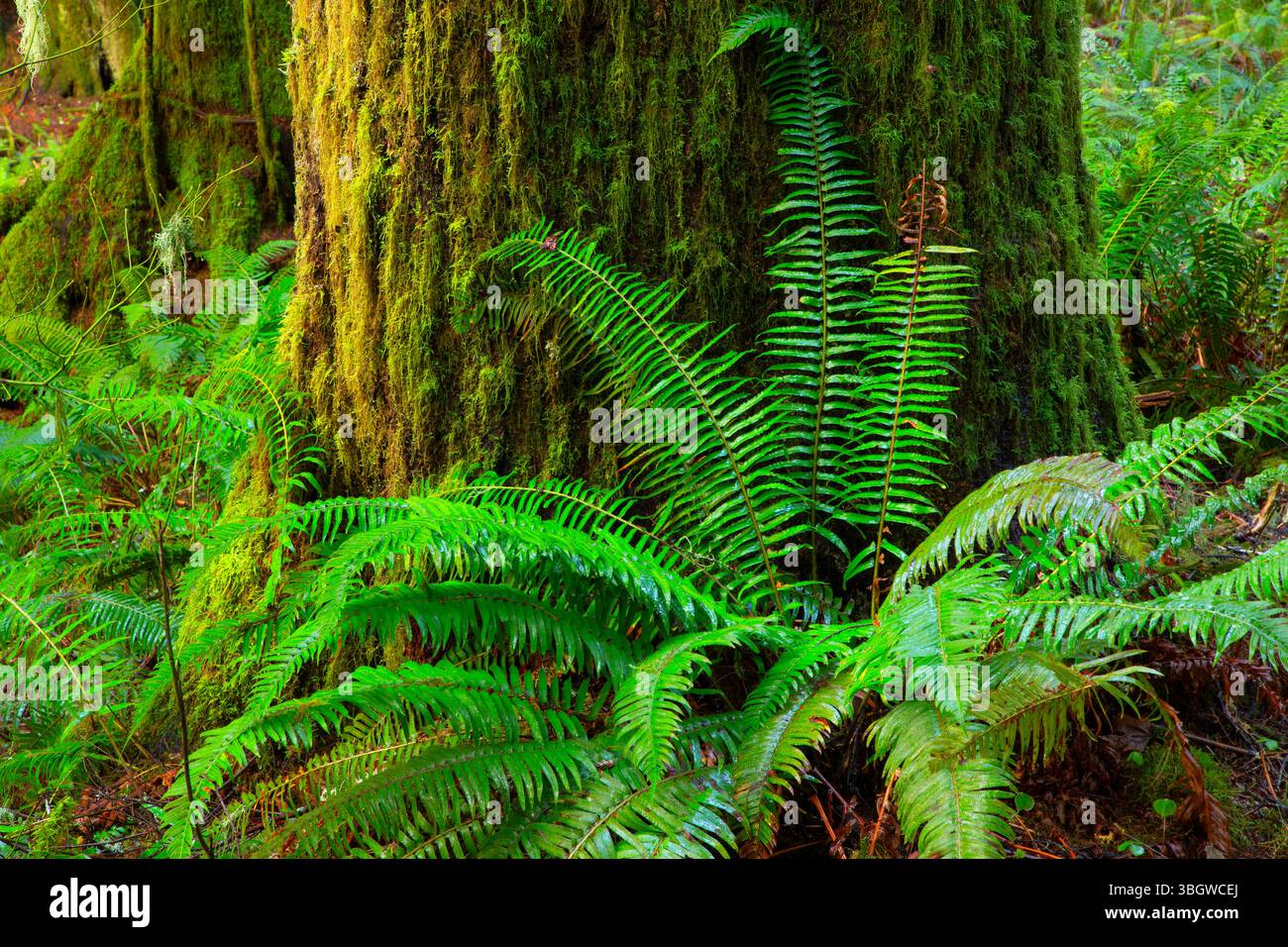 Western sword fern (Polystichum munitum), Silver Falls State Park ...