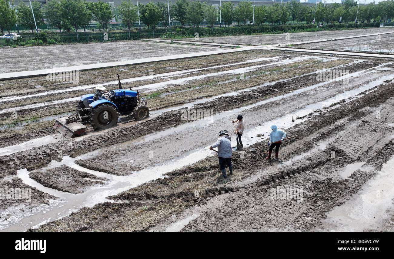 Aerial photo shows farmers working in the field in Yangzhou City, east ...