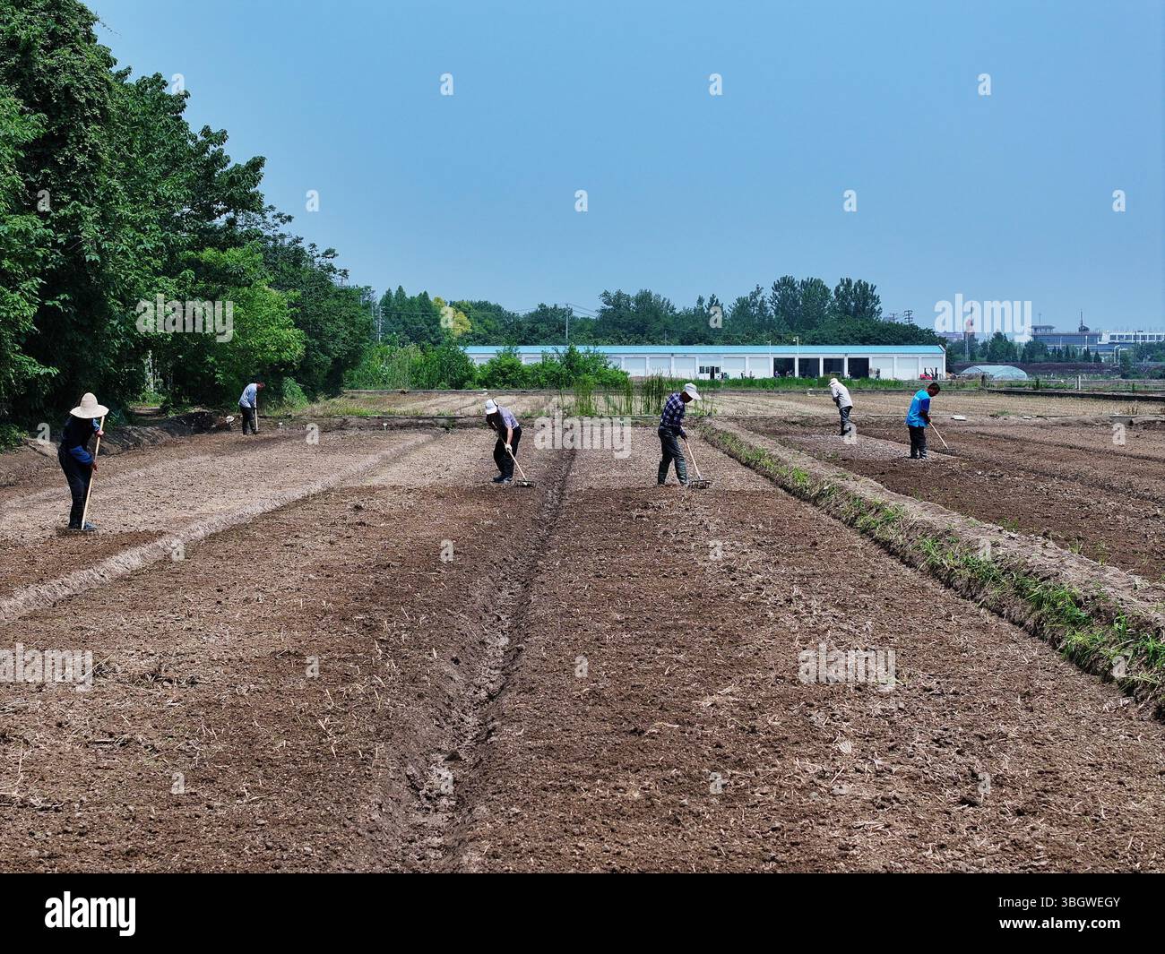 Aerial photo shows farmers working in the field in Yangzhou City, east ...