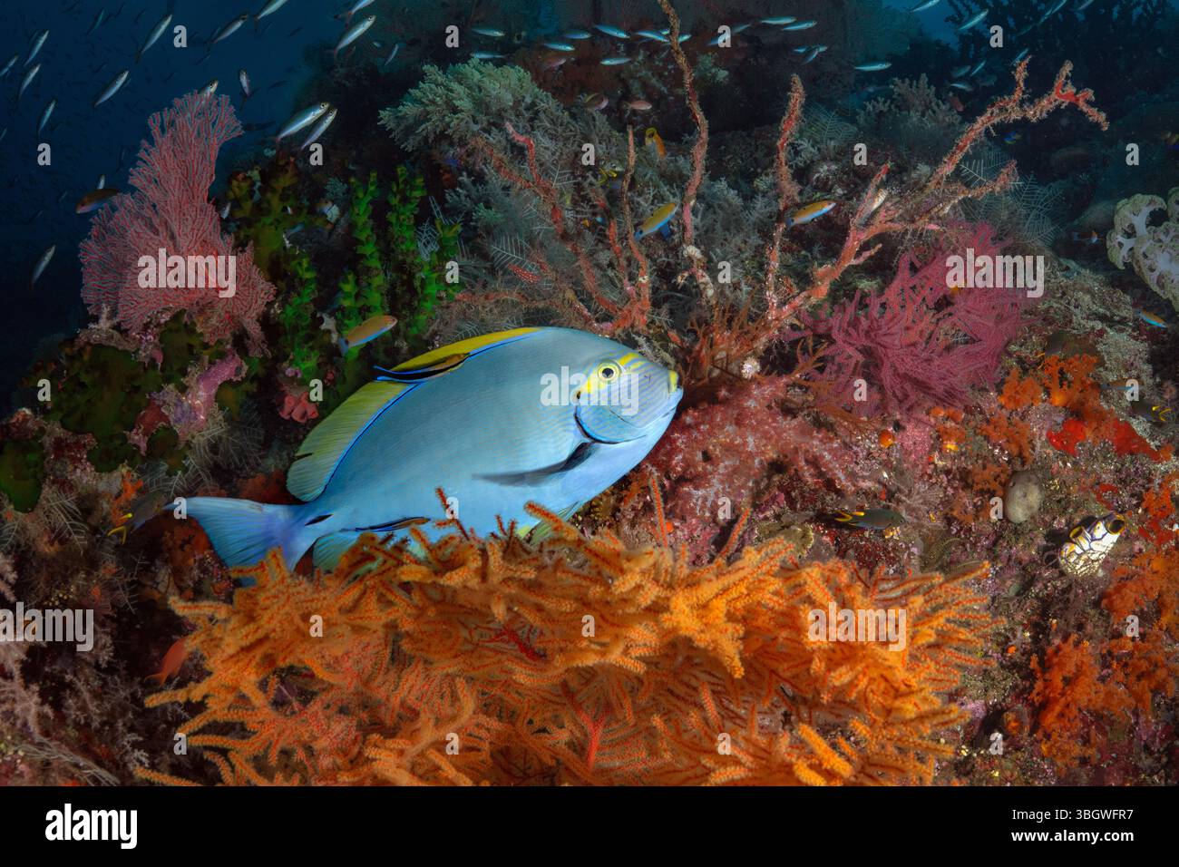 Diving in the incredibly underwater world of West Papua. West Papua ...