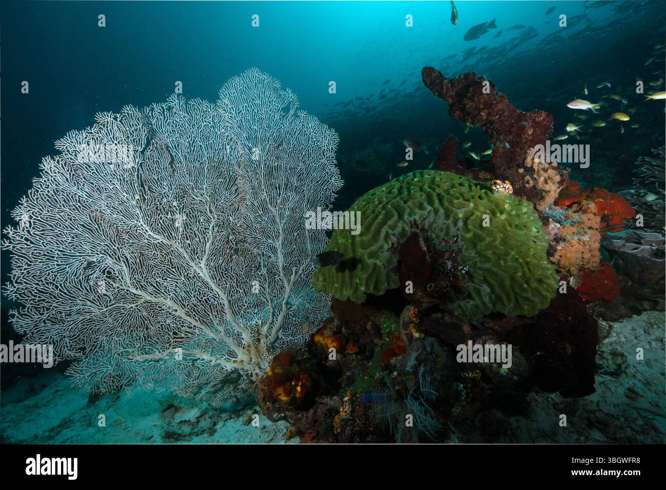 Diving in the incredibly underwater world of West Papua. West Papua ...