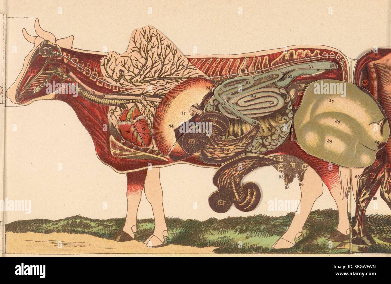 Anatomy cow organs hi-res stock photography and images - Alamy