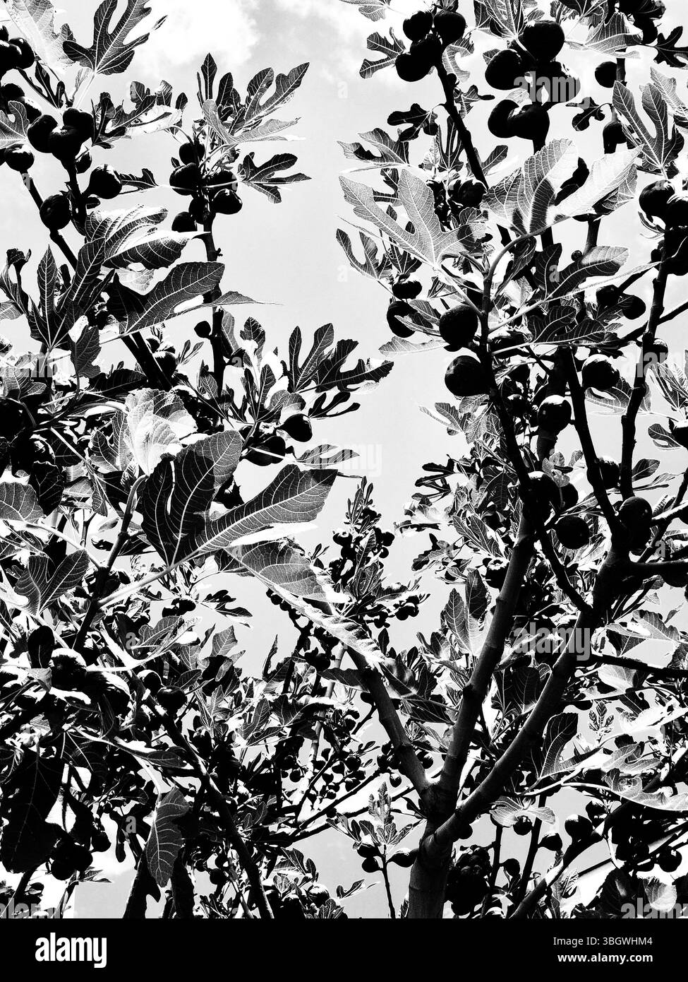 Green leaves fig leaves Black and White Stock Photos & Images - Alamy