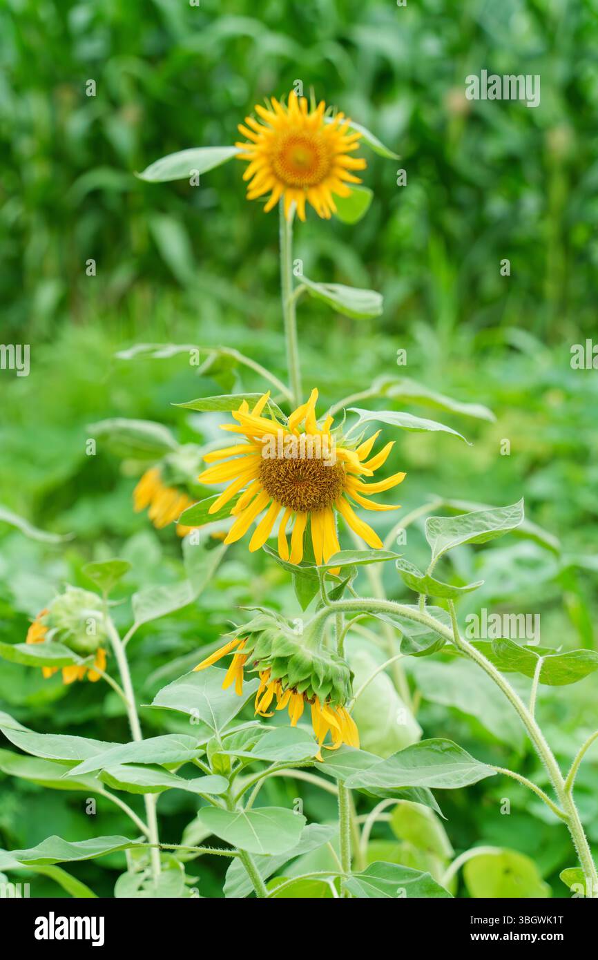 Beautiful blossoming sunflowers hi-res stock photography and images - Alamy