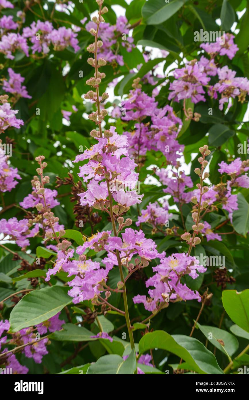pink flowers with speed motion feel Stock Photo - Alamy