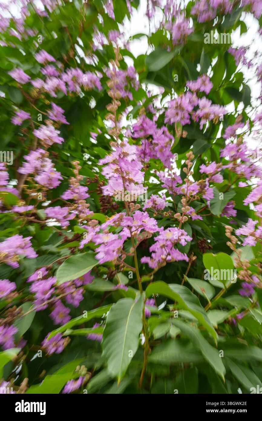 pink flowers with speed motion feel Stock Photo - Alamy