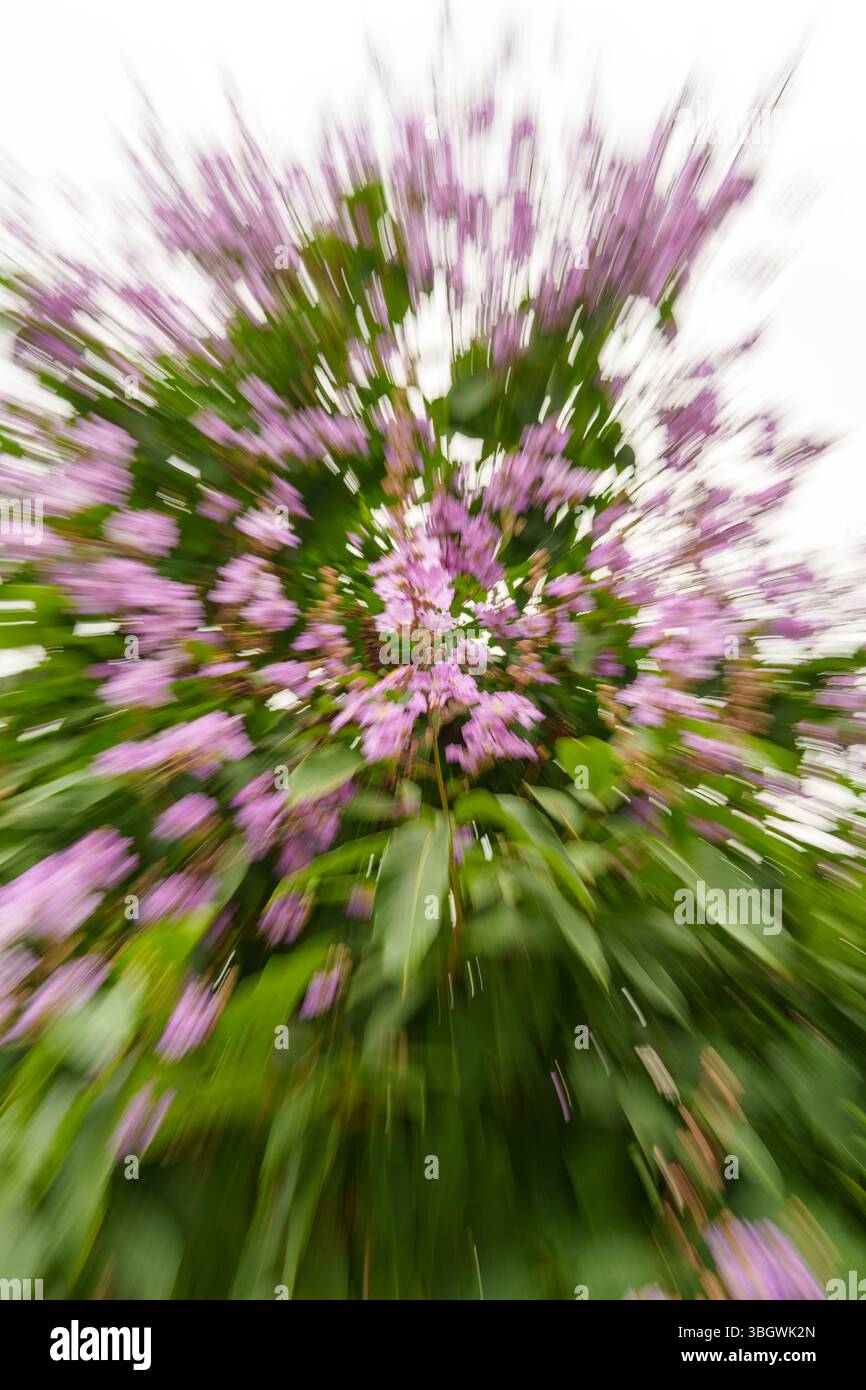 Forest flowers rotation hi-res stock photography and images - Alamy