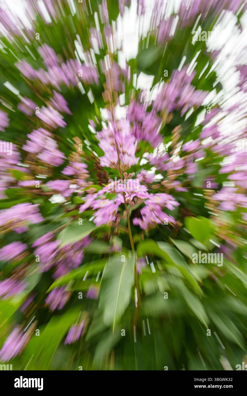 pink flowers with speed motion feel Stock Photo - Alamy