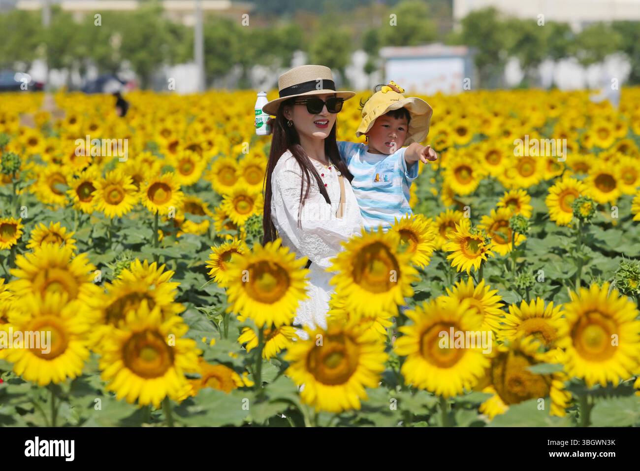 Sunflowers burst into bloom in Huaibei City, east China's Anhui ...