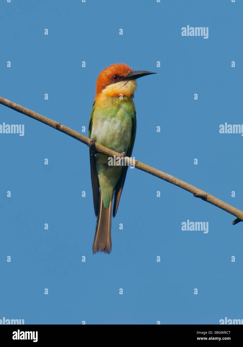 Chestnut Headed Bee Eater Merops leschenaultia Southern Thailand ...