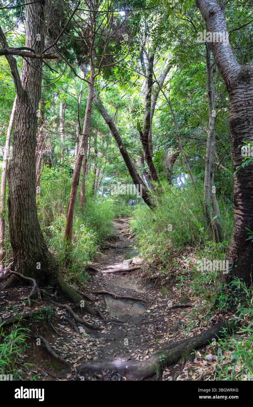 Narrow dirt trail winds through lush green forest in Genjiyama Park ...