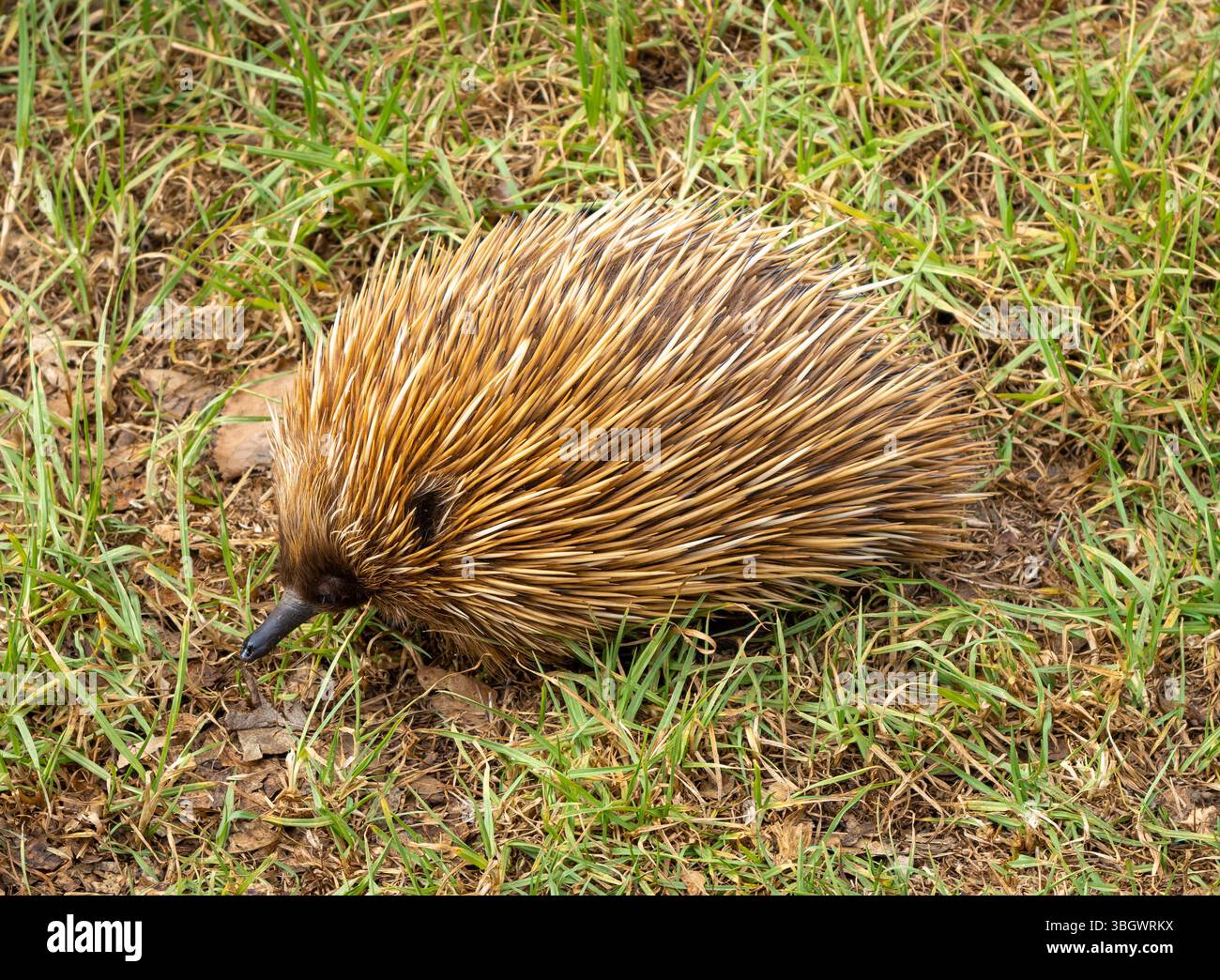 An echidna with sharp spines moves through green grass on Kangaroo ...