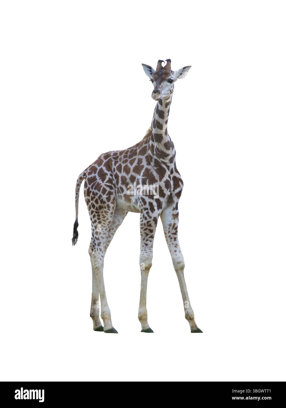 Cute young calf standing Cut Out Stock Images & Pictures - Alamy