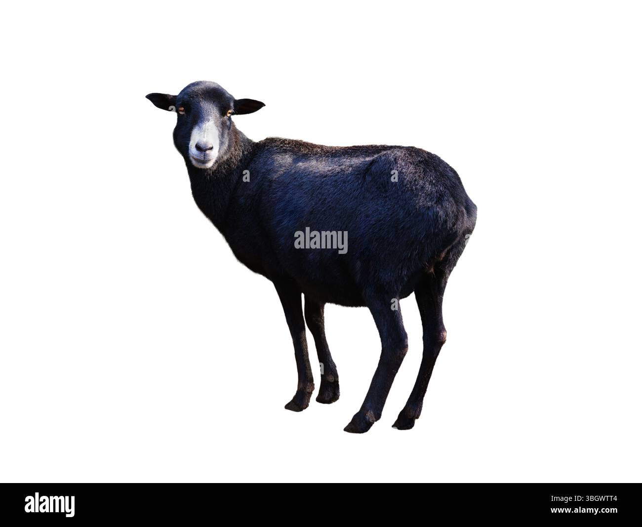 Sheep on farm pasture Cut Out Stock Images & Pictures - Alamy