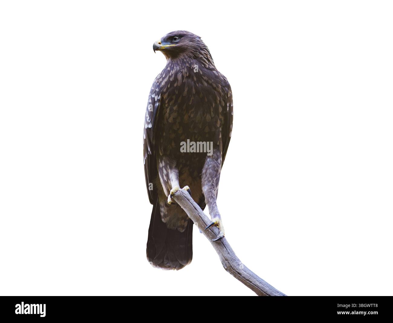 lesser spotted eagle on white background Stock Photo - Alamy
