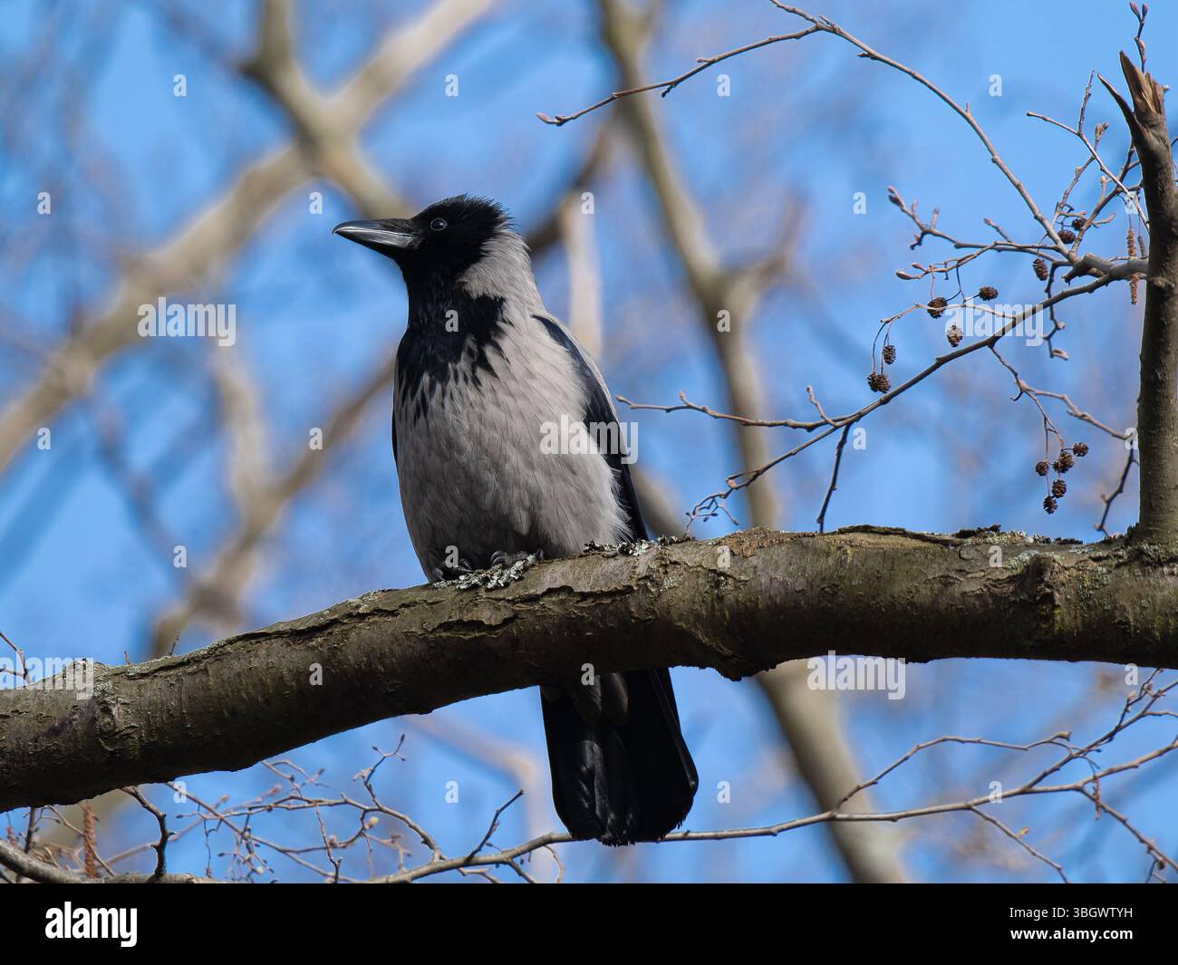 Raven on tree branch hi-res stock photography and images - Alamy