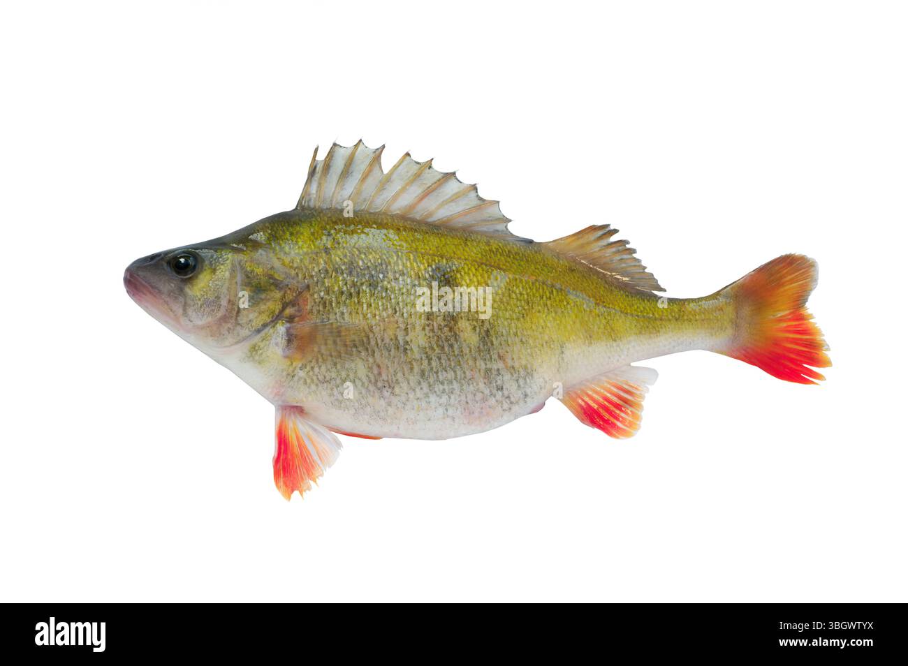Perch on head Cut Out Stock Images & Pictures - Alamy
