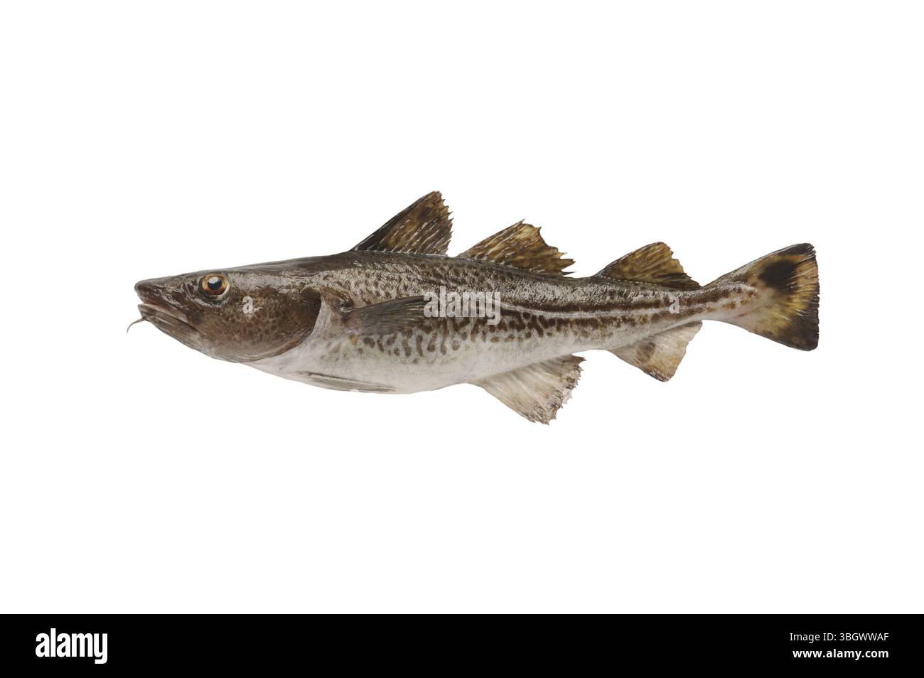 Baltic sea cod fishing Cut Out Stock Images & Pictures - Alamy