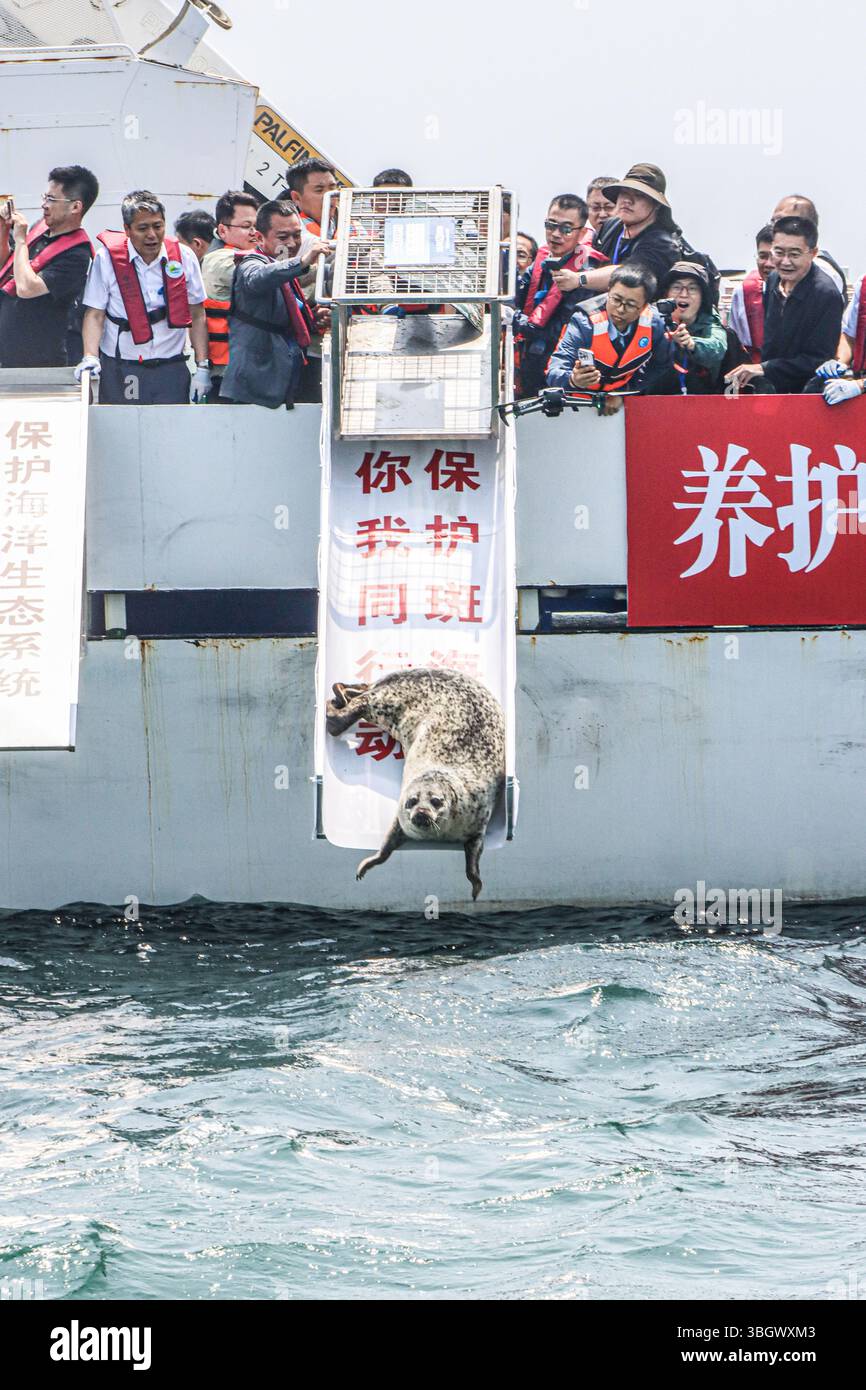 (250606) -- DALIAN, June 6, 2025 (Xinhua) -- A spotted seal is released in the waters off Dalian ...