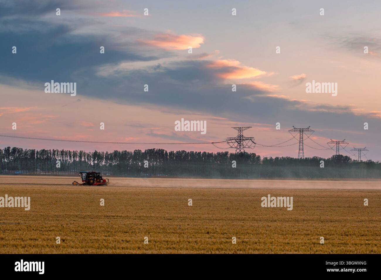 Beijing, China's Shandong Province. 4th June, 2025. This photo shows a ...