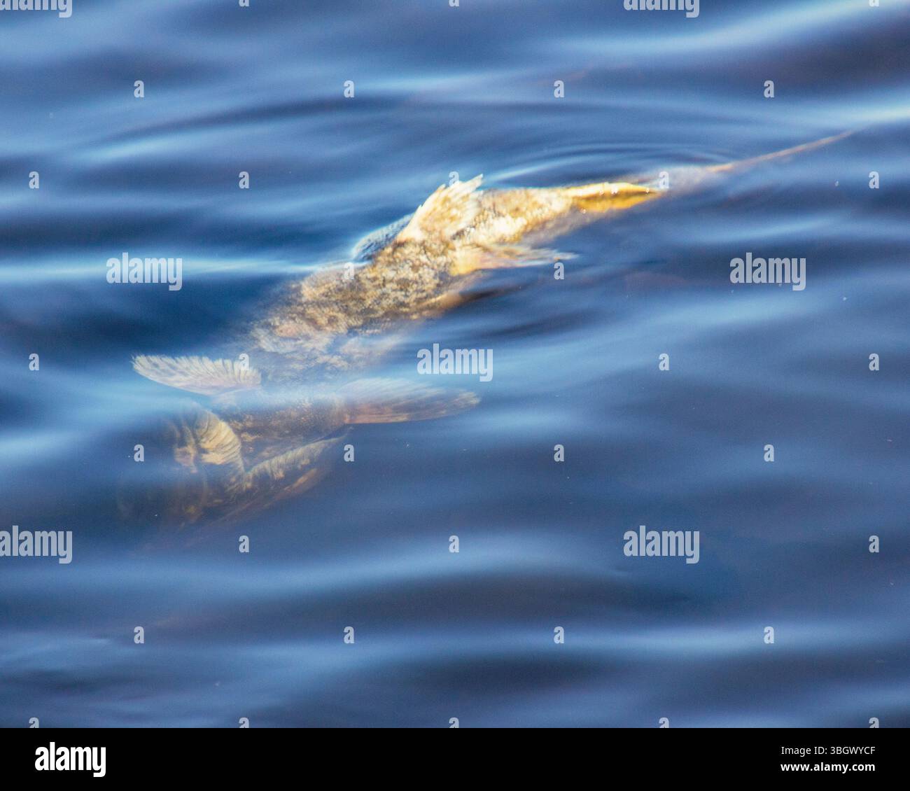 A large dead fish glides through the clear blue water, its body ...