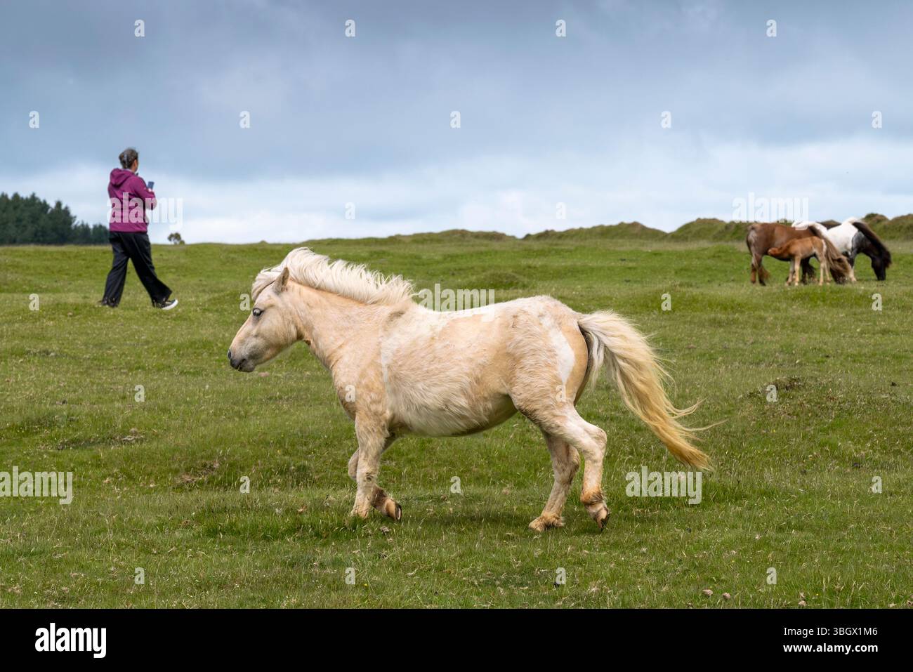 A Bodmin Pony walking past a female holidaymaker visitor photographing ...