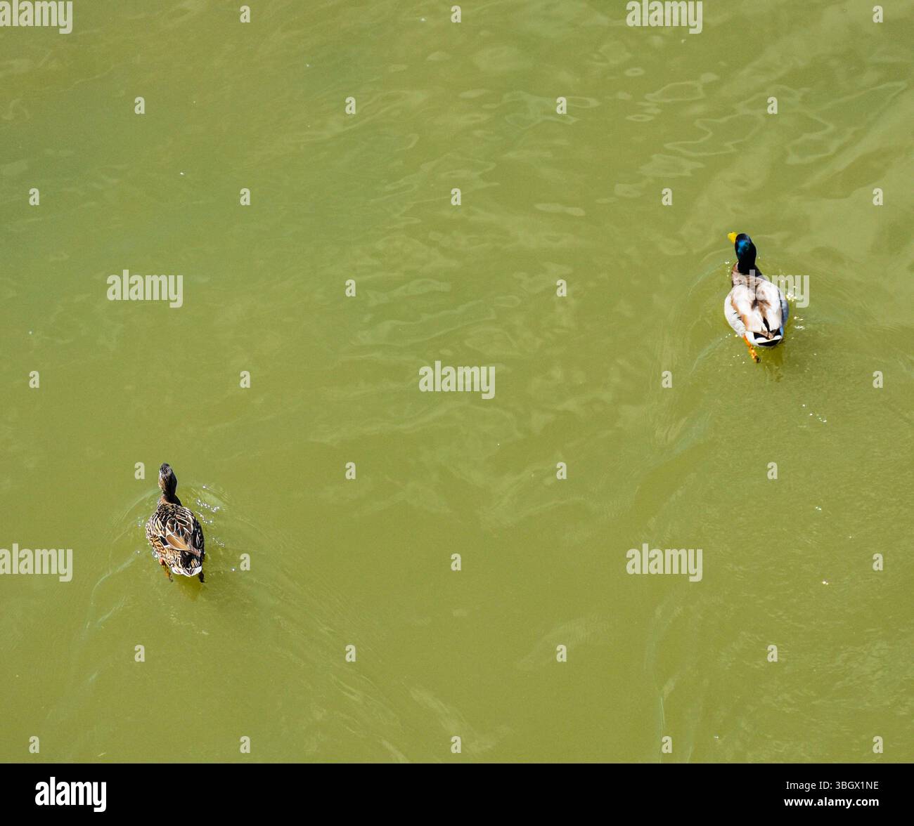 A duck and a Rouen duck, two birds together on the water. The sunlight ...