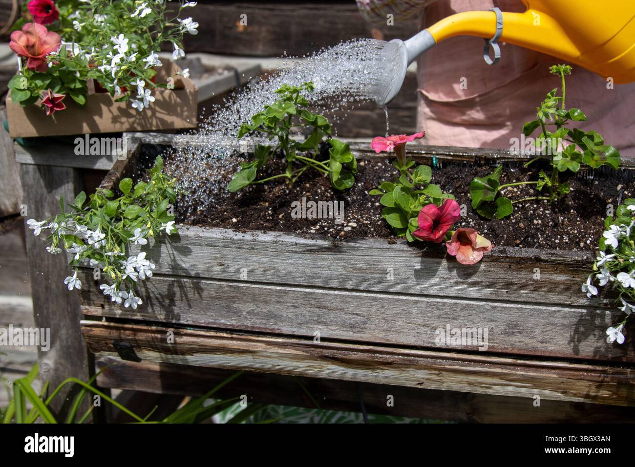 Yellow can sprays water over fresh plants Stock Photo - Alamy