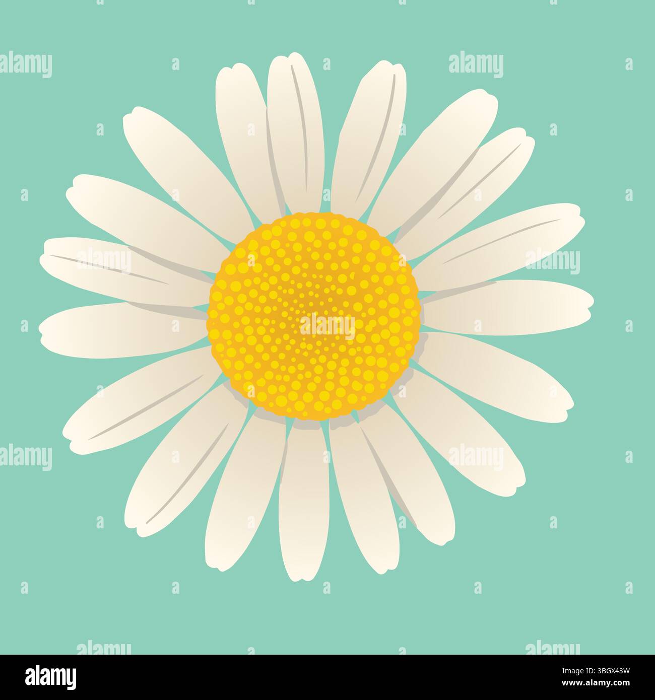 Daisy chamomile vector flower Stock Vector Images - Alamy