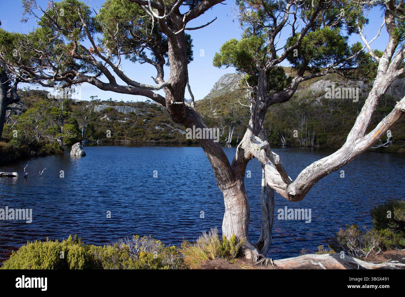 Wombat Pool, Cradle Mountain National Park, Tasmania, Australia Stock ...