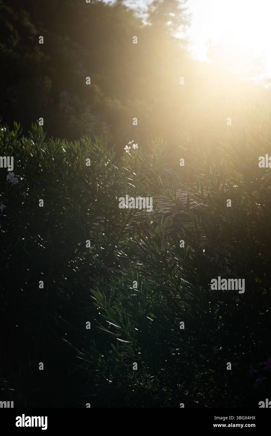 Leaves visible through beams of light Stock Photo - Alamy