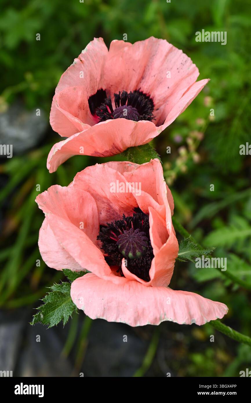 Summer bloom of salmon pink Papaver orientale, Oriental poppy 'Coral ...