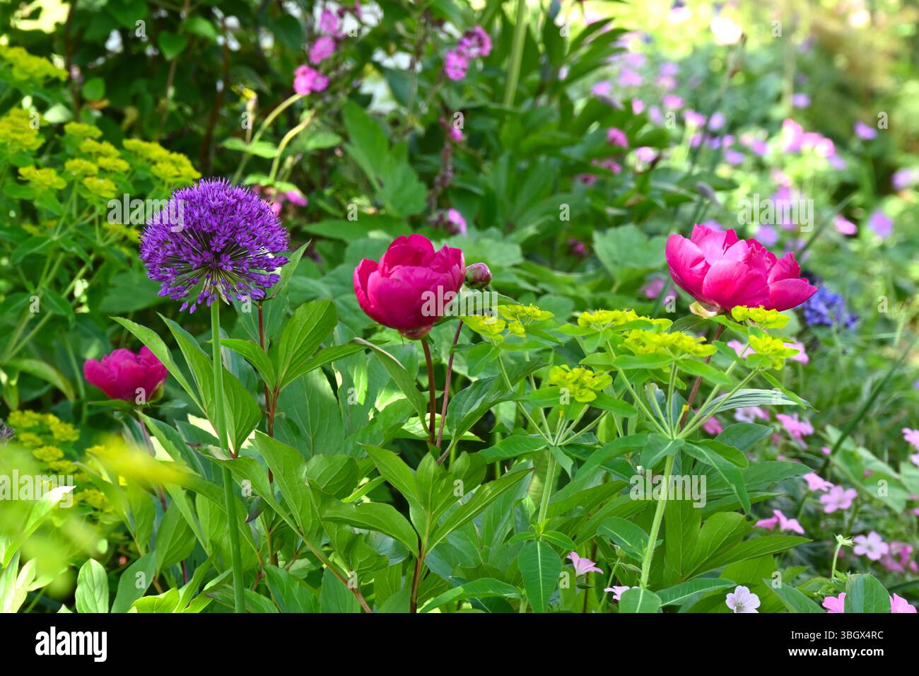 Red purple flower combination hi-res stock photography and images - Alamy