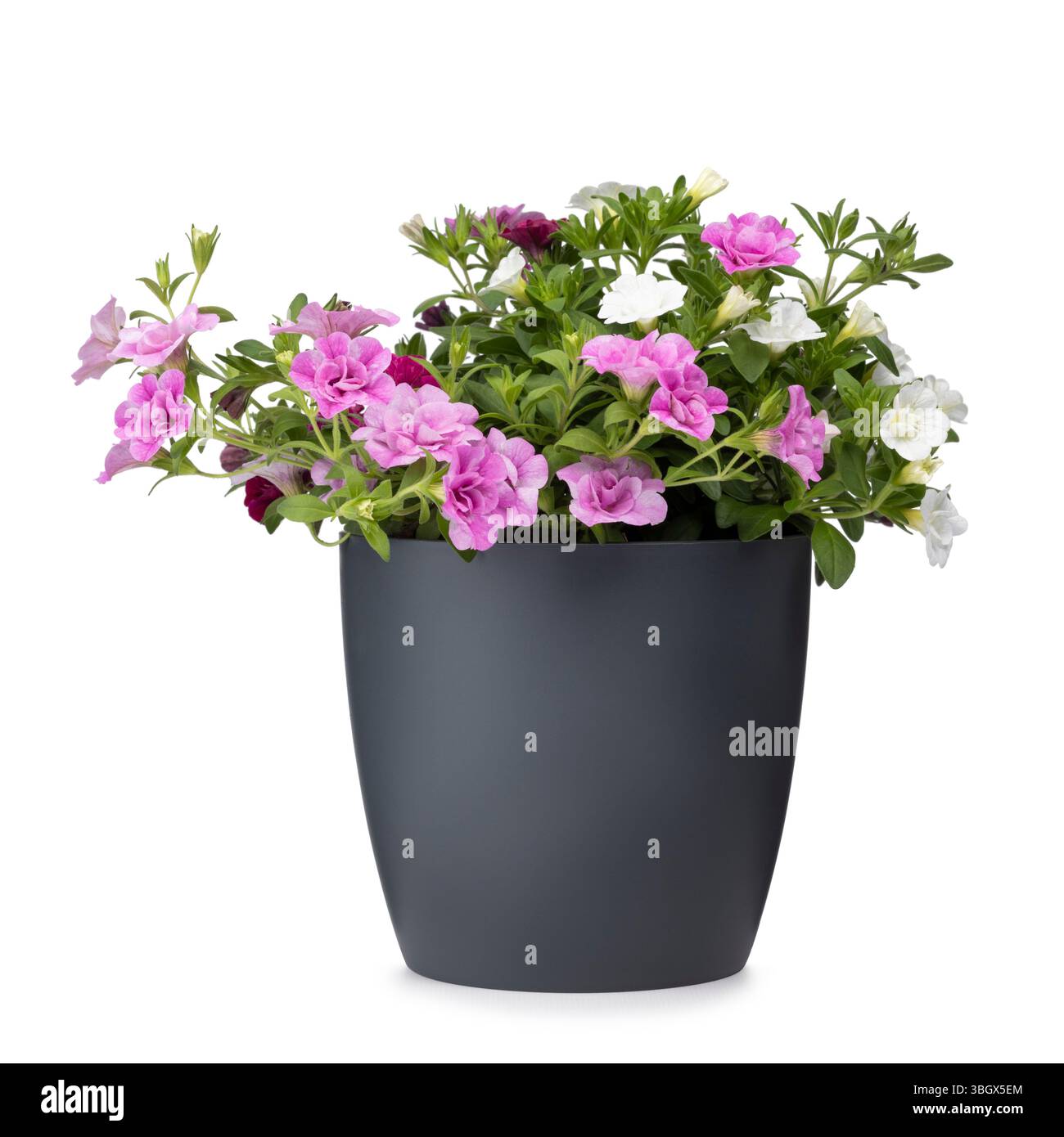 Calibrachoa Trixi Petticoat aka Million Bells, in a gray pot. Isolated ...