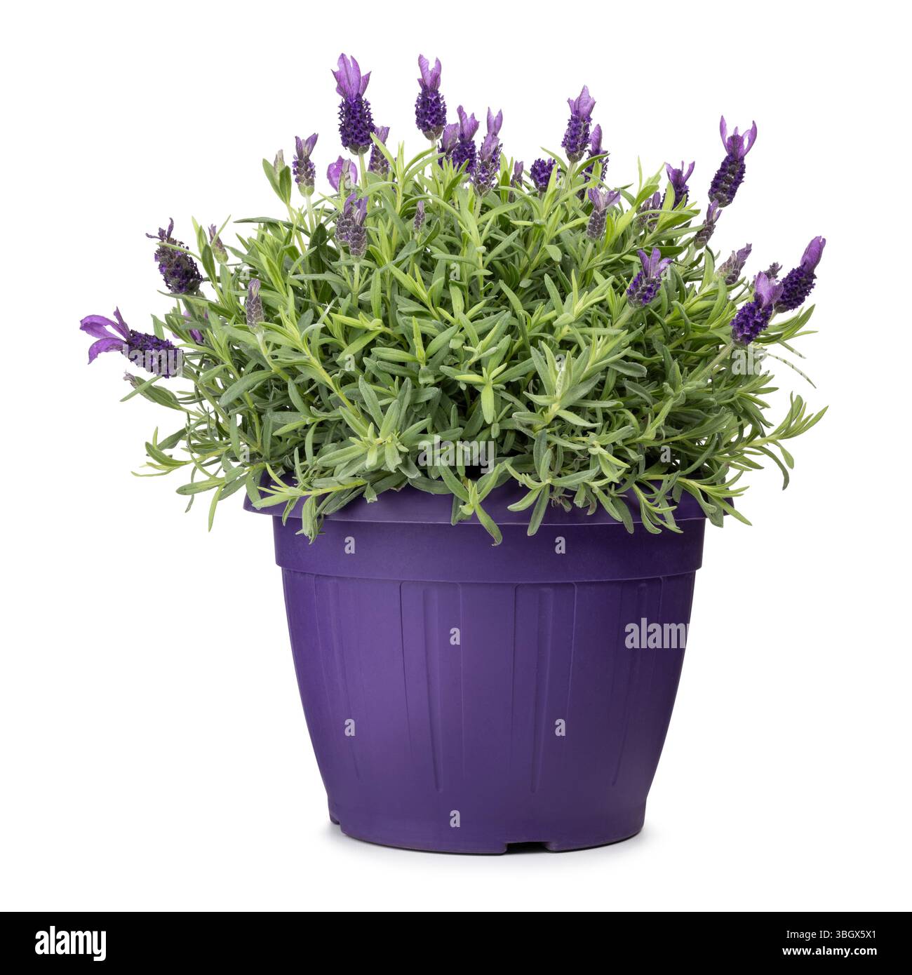 Lavandula stoechas aka Butterfly Lavender, in a purple pot. Isolated on ...