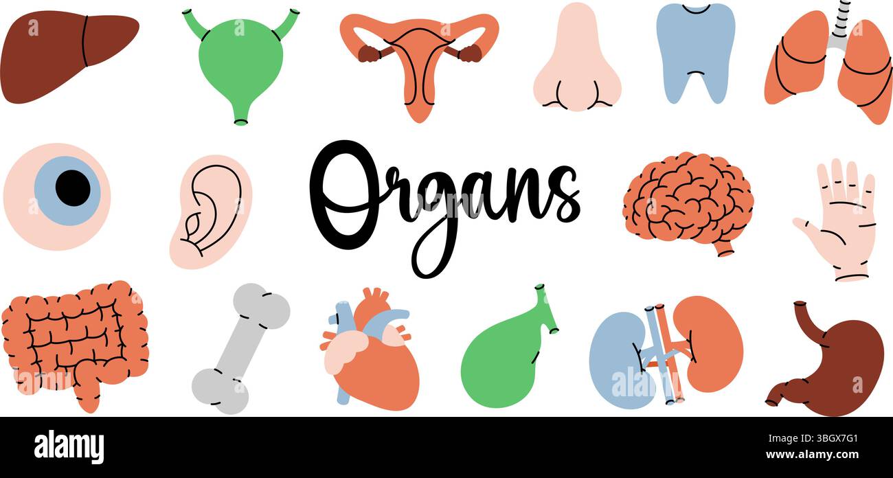 Human organs. Heart, kidneys, gallbladder, intestines, tooth, brain ...