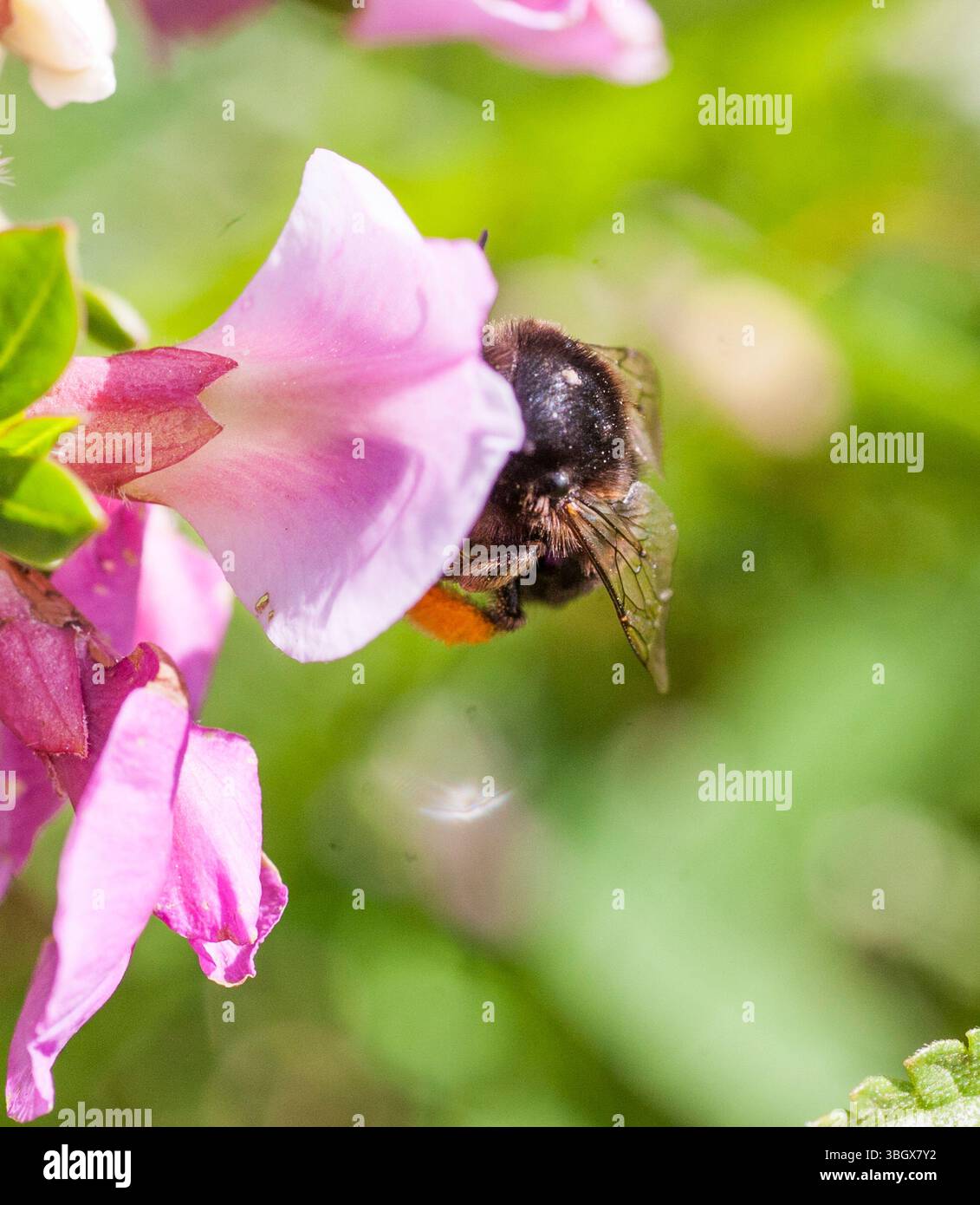 Svartpälsbi Anthophora Retusa Endangered species in Britain Stock Photo ...